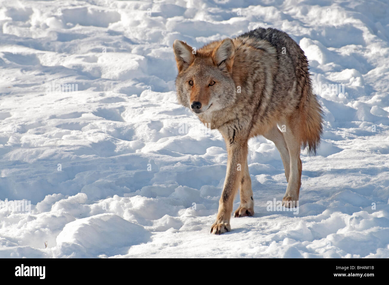 A Coyote in winter Stock Photo - Alamy