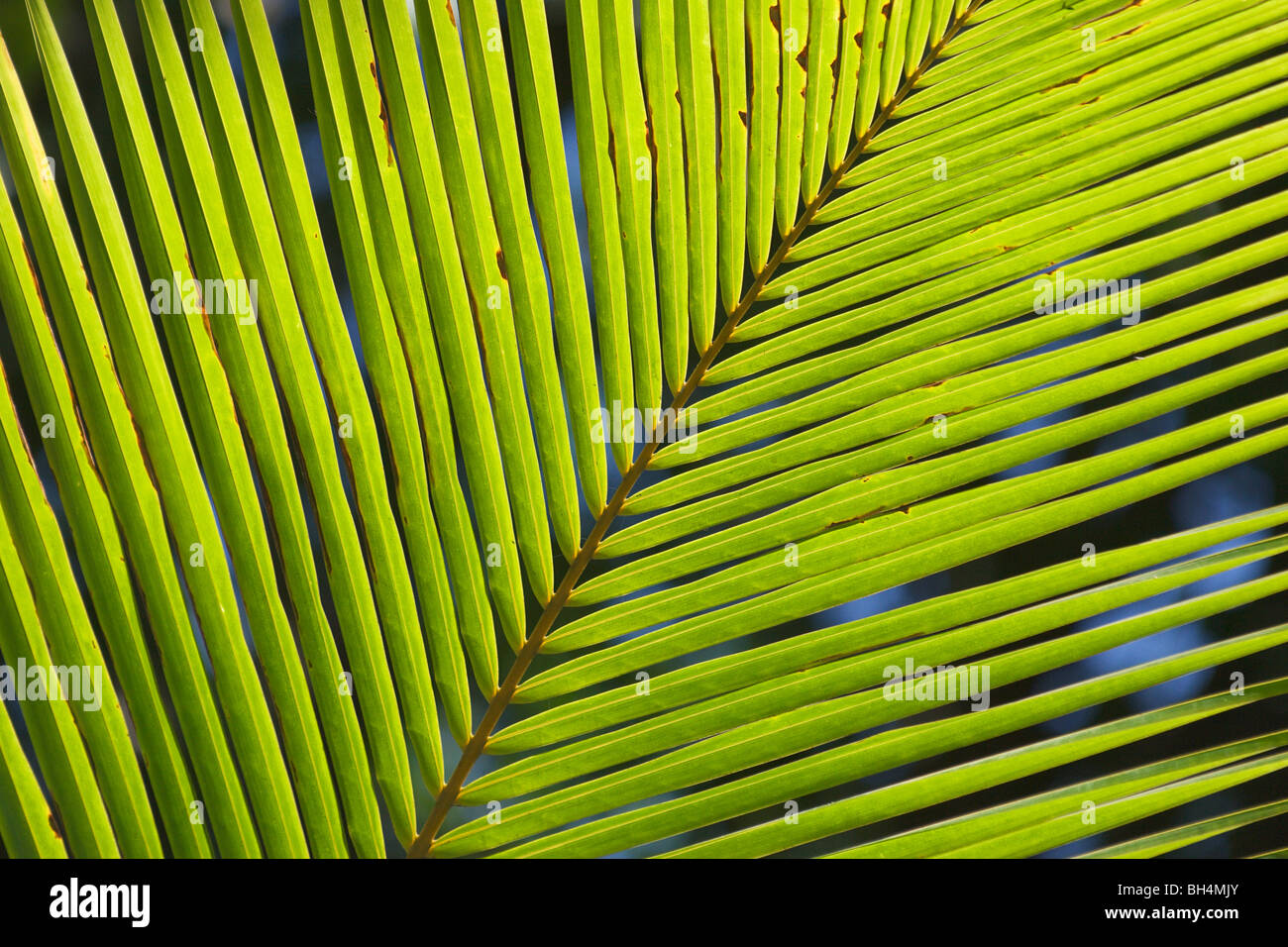 Backlit leaf in Costa Rican rainforest Stock Photo - Alamy