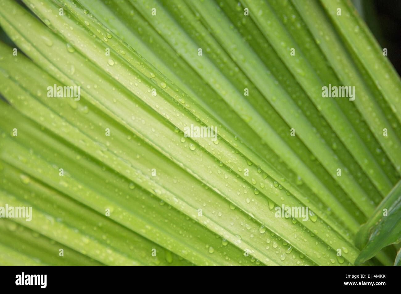 Botany bright costa rica hi-res stock photography and images - Alamy
