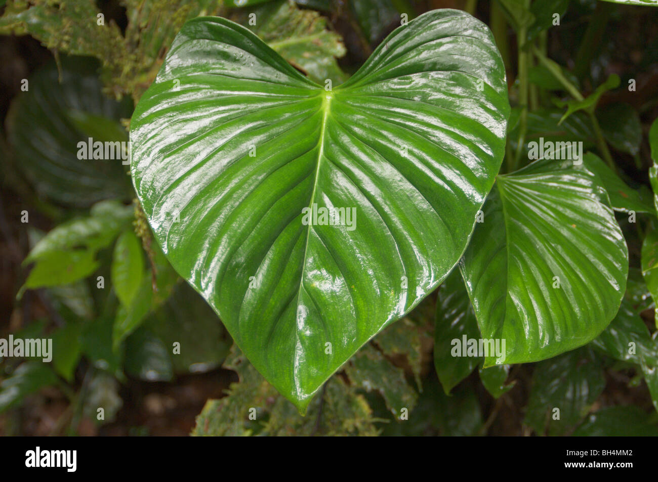 Botany bright costa rica hi-res stock photography and images - Alamy