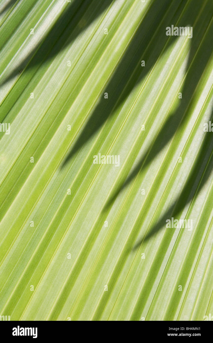 Botany bright costa rica hi-res stock photography and images - Alamy