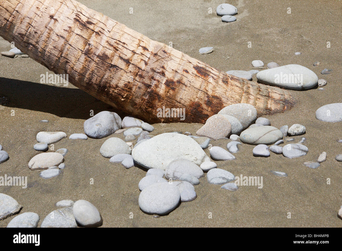 Base of coconut palm tree at Pavones Stock Photo - Alamy