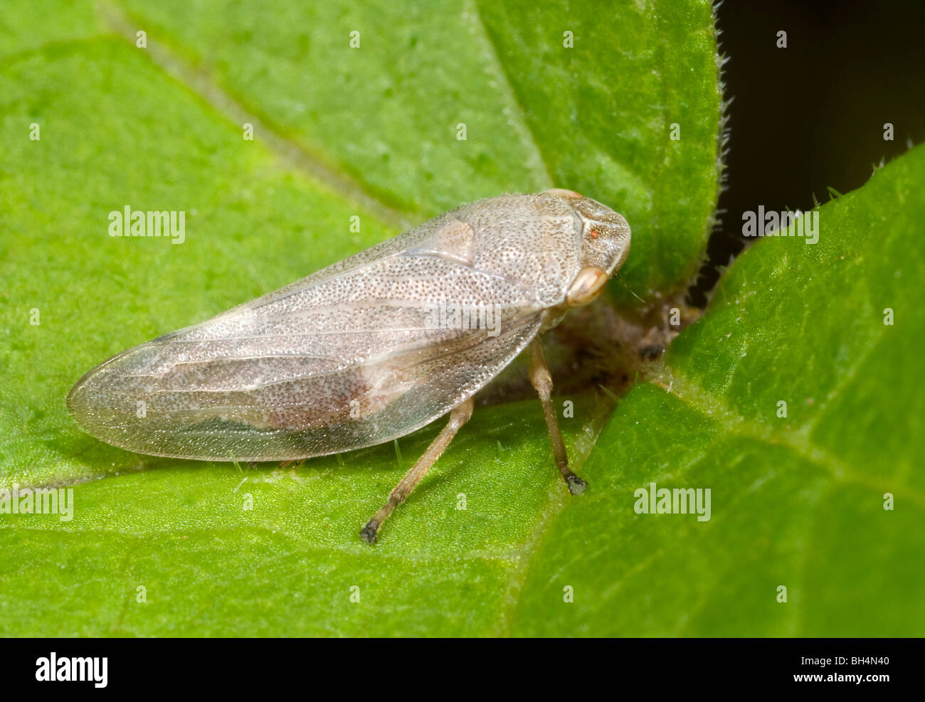 Froghopper jumping hi-res stock photography and images - Alamy