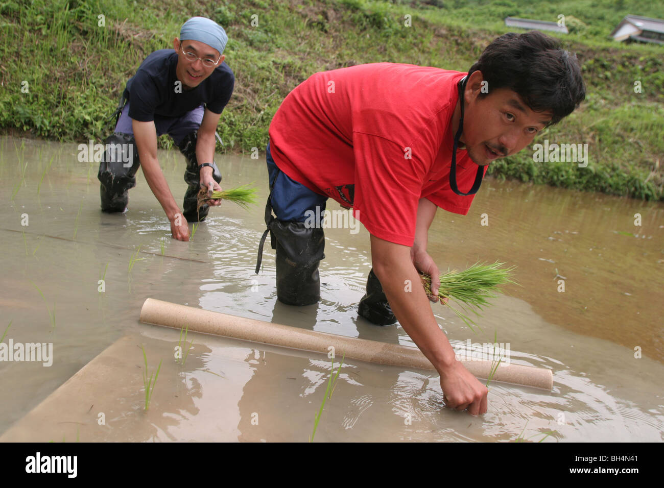 Planting organic rice in paddy rice field using old traditional methods ...