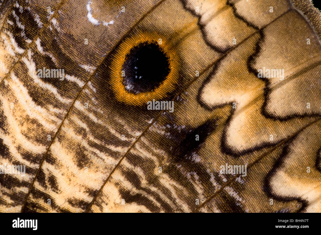 Owl butterfly hi-res stock photography and images - Alamy
