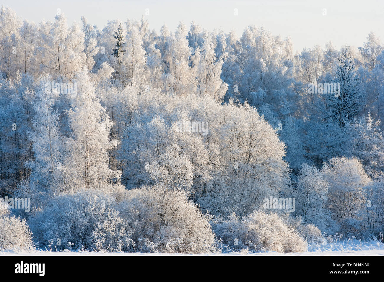Birch tree betula forest in snow hi-res stock photography and images ...
