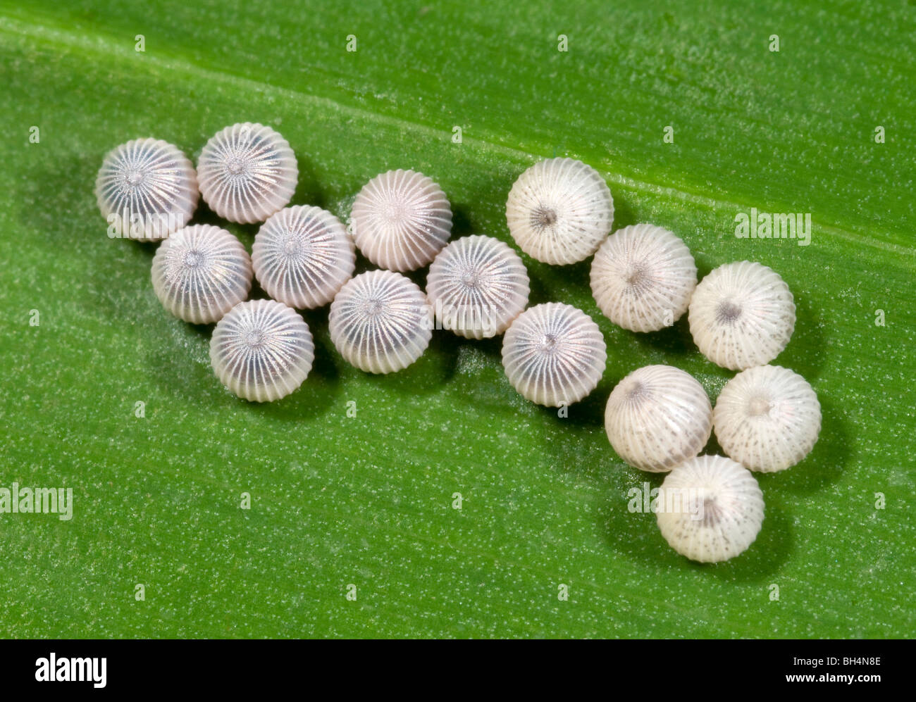 Cluster of eggs hi-res stock photography and images - Alamy