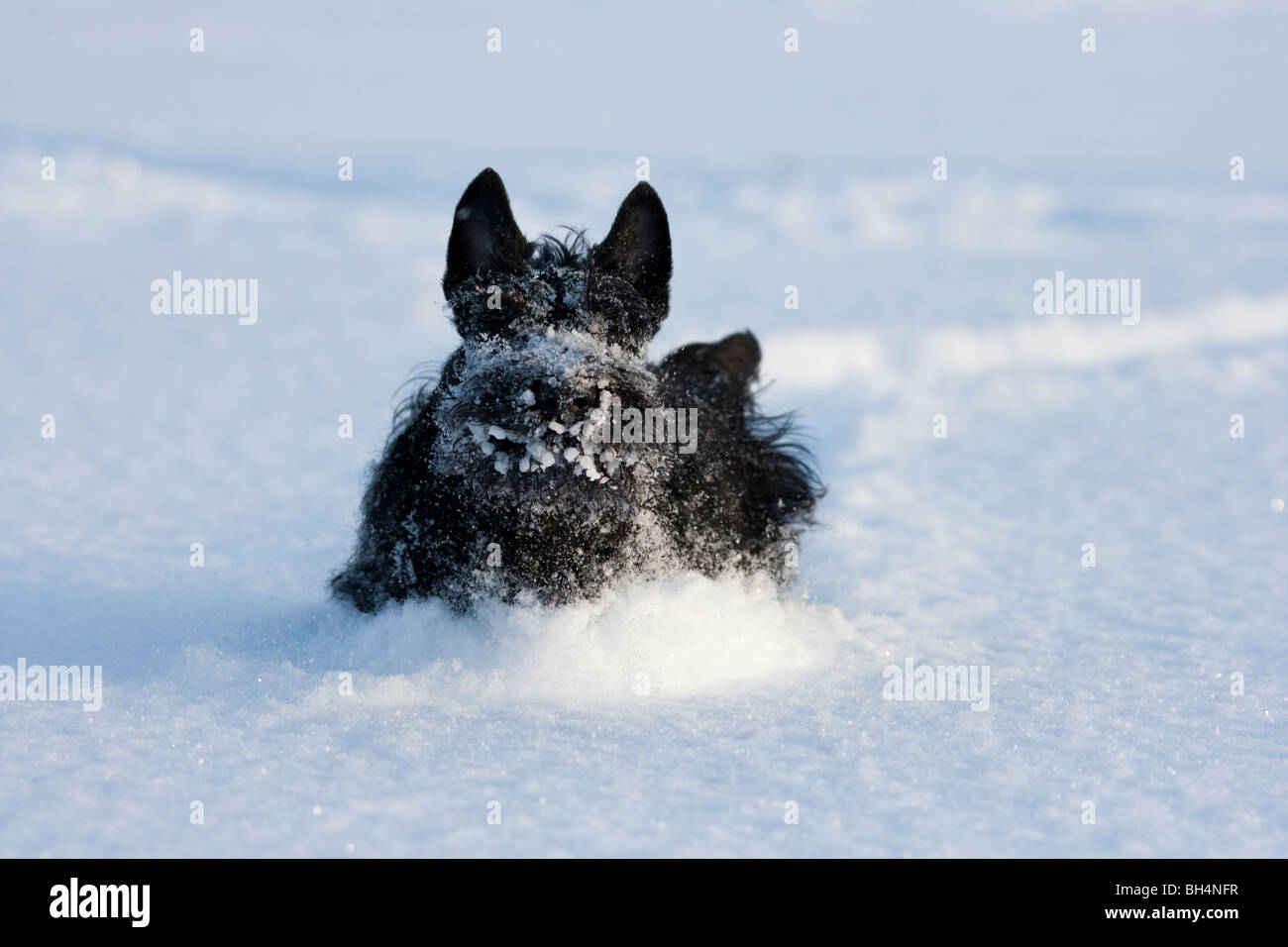 Scottish terrier puppy dog hi-res stock photography and images - Alamy