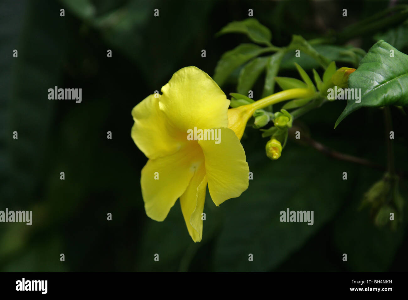 Golden Trumpet, Allamanda cathartica, Apocynaceae, Brazil, South ...