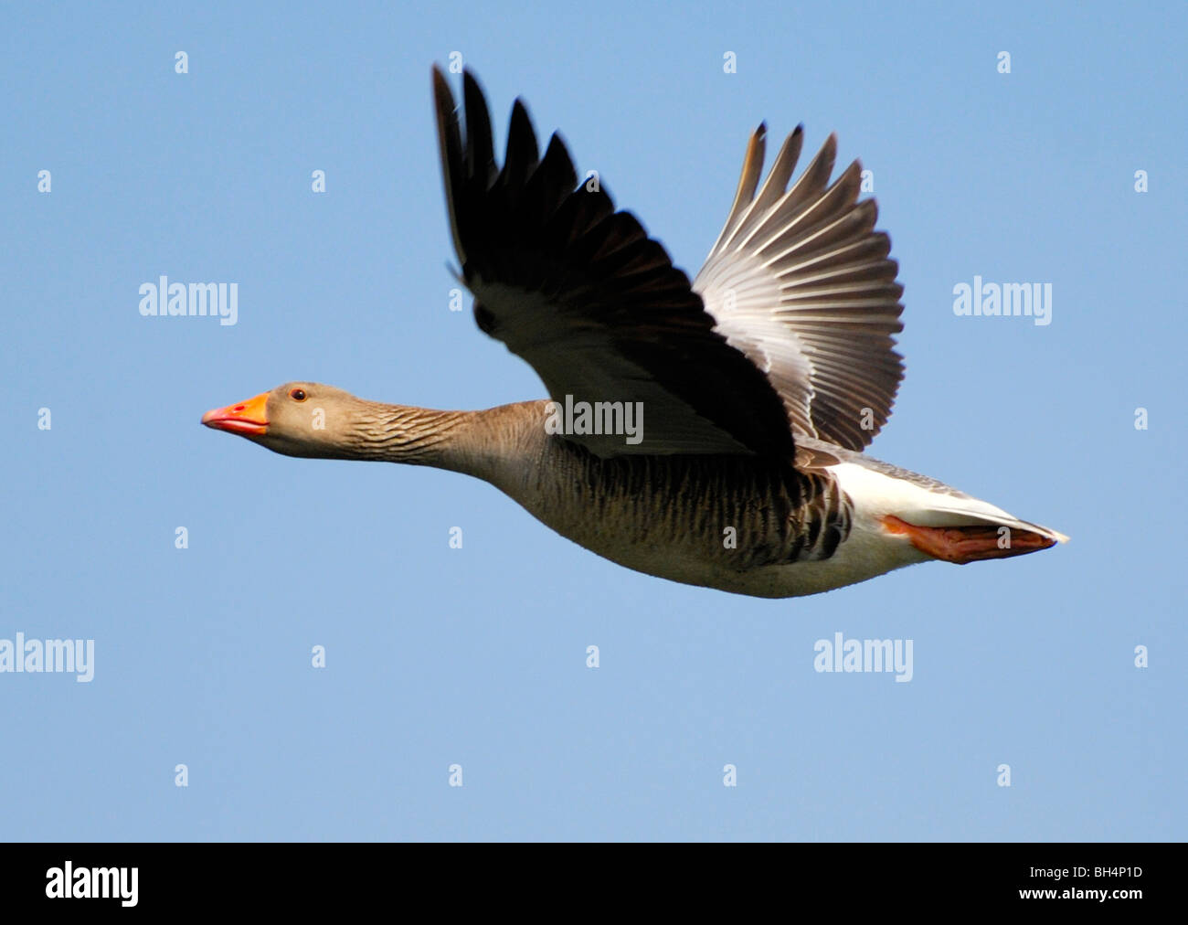 Grey goose head hi-res stock photography and images - Alamy