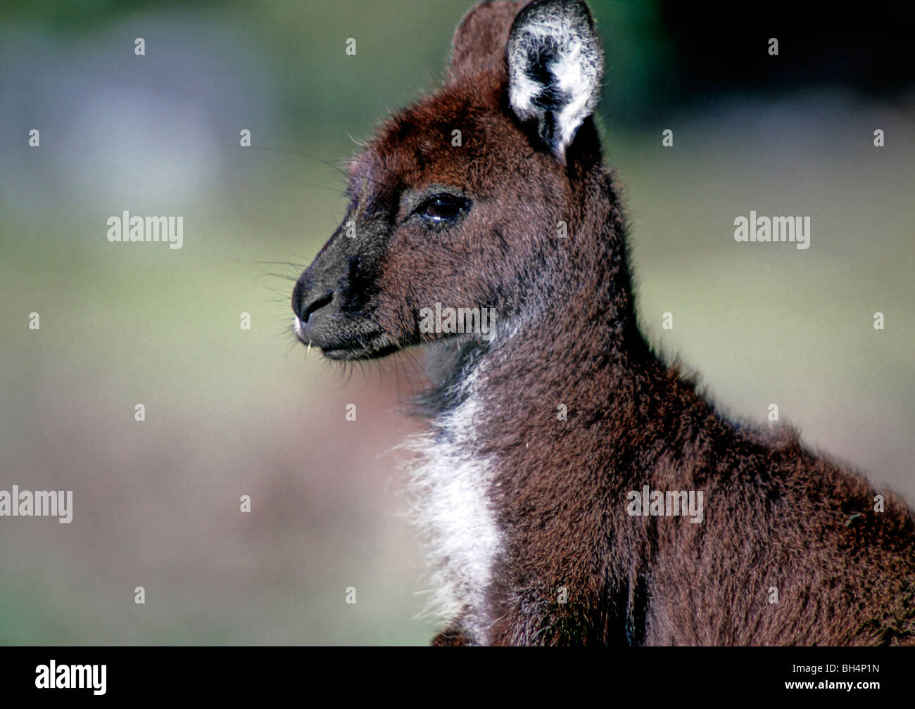 Red kangaroo (Macropus rufus) sweetness and light Stock Photo - Alamy