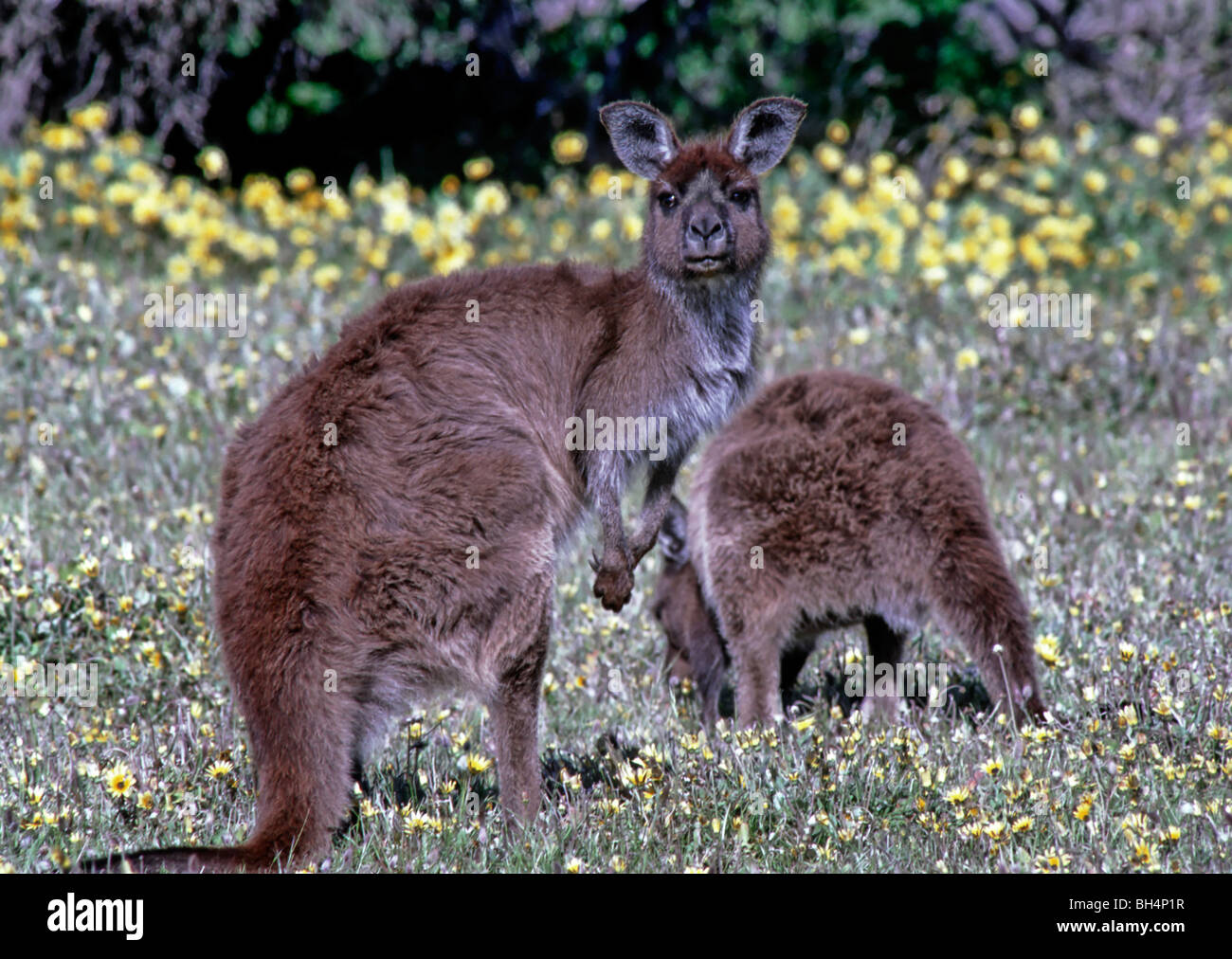 Red Kangaroo (Macropus rufus) thinking Stock Photo - Alamy