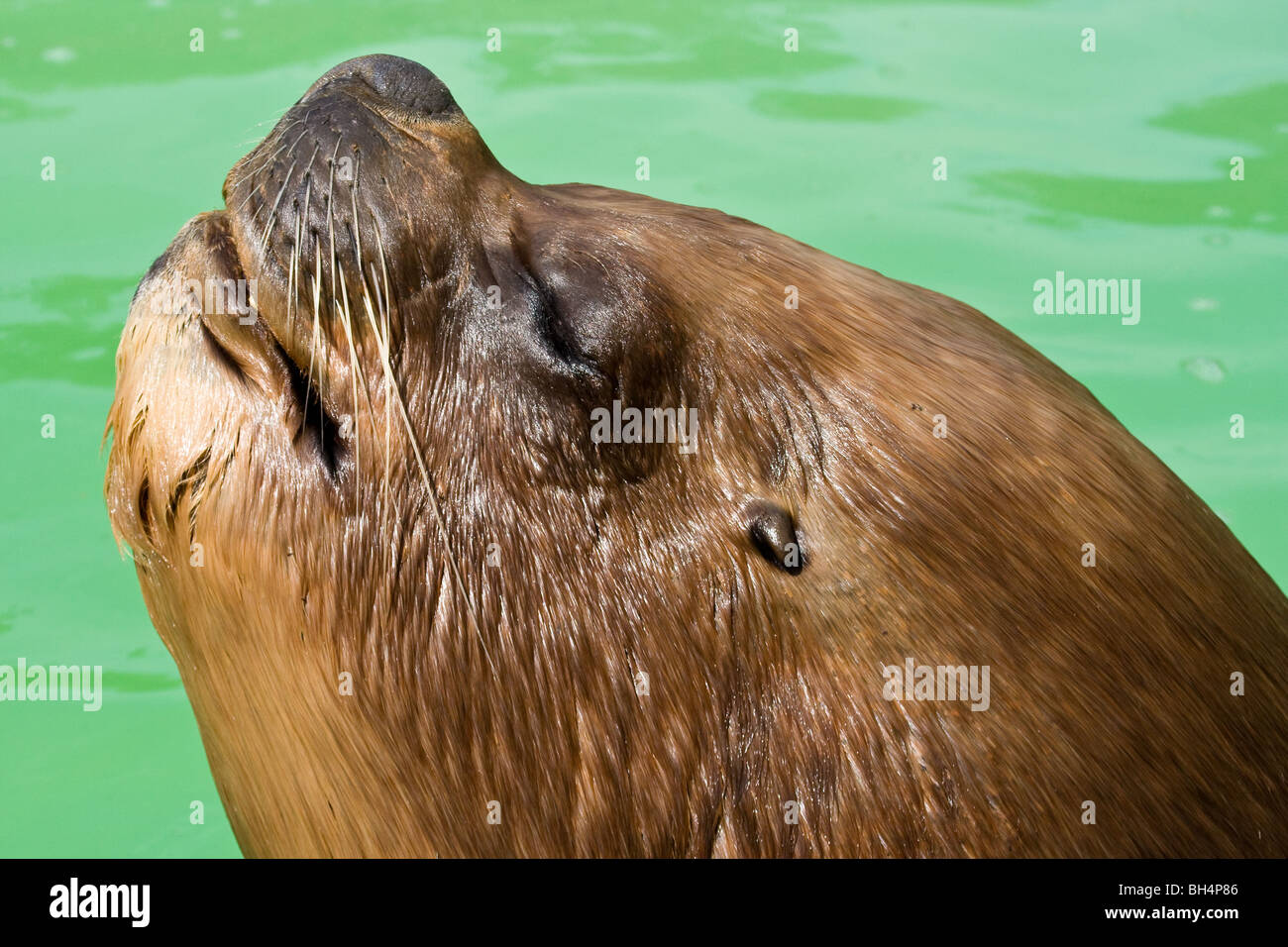 Sealion hi-res stock photography and images - Alamy