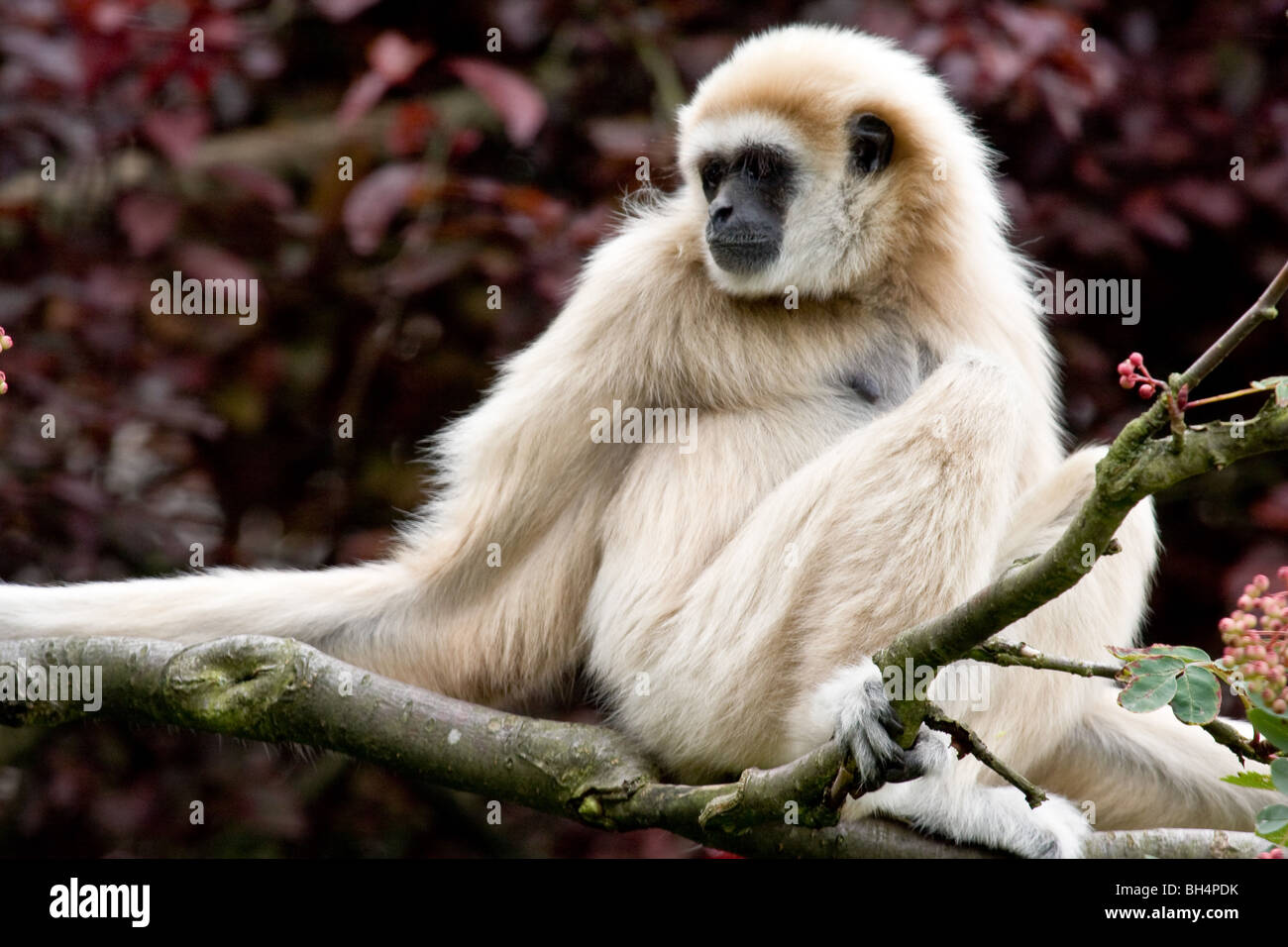 Gibbon hi-res stock photography and images - Alamy