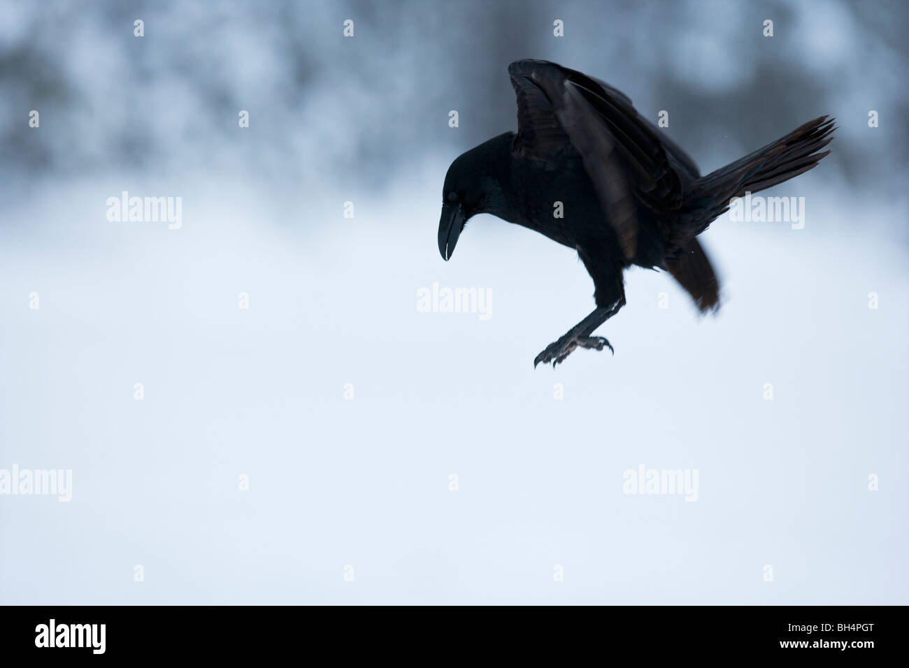 Crow jumping hi-res stock photography and images - Alamy