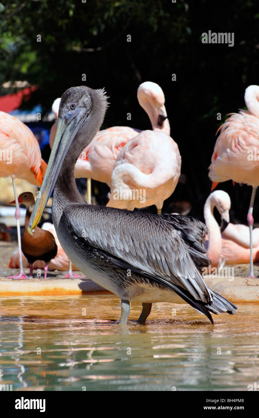 Pelican and flamingos Stock Photo - Alamy