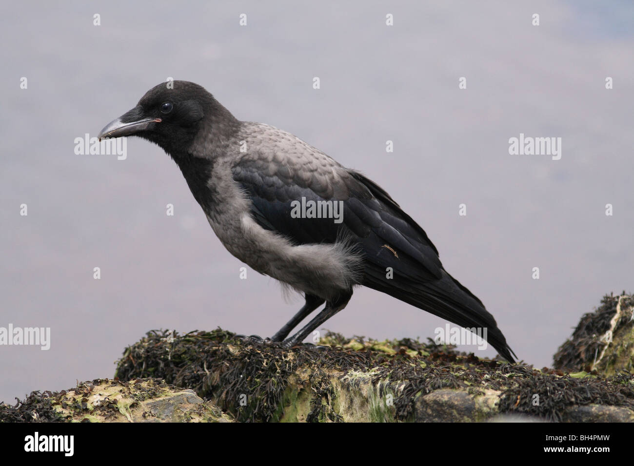 Hooded crow scotland High Resolution Stock Photography and Images - Alamy