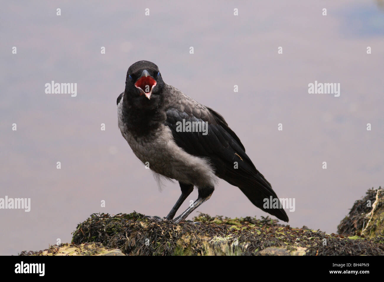 Hooded crow scotland hi-res stock photography and images - Alamy