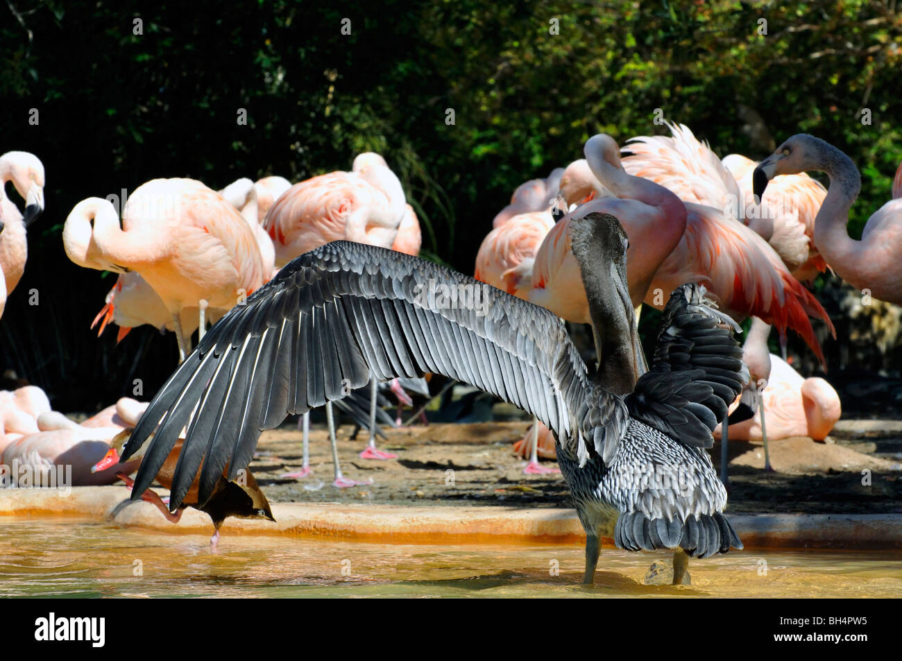 Pelican and flamingos Stock Photo - Alamy