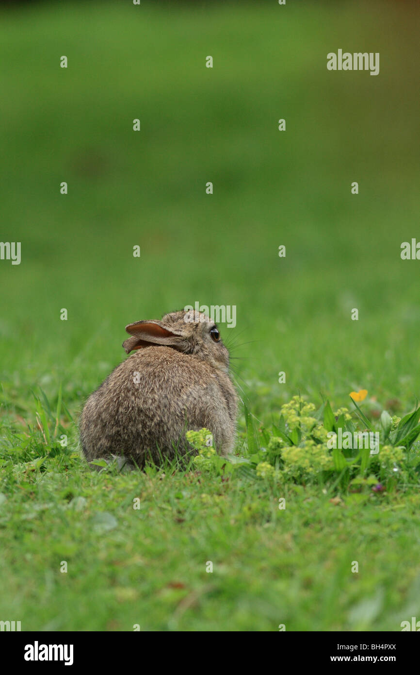 Rabbit, Oryctolagus cuniculus, eating grass Stock Photo - Alamy