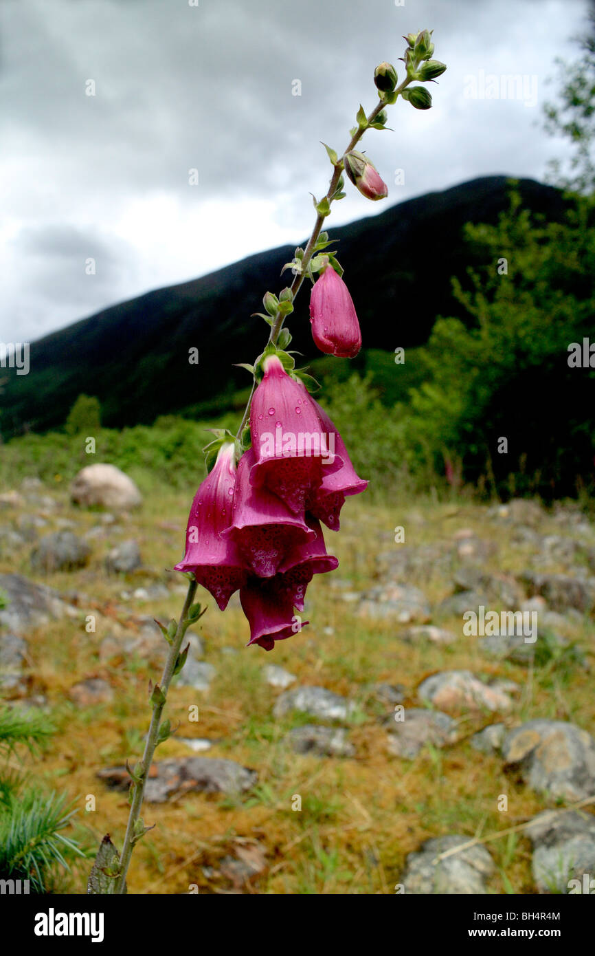 Wild foxglove (Digitalis purpurea) growing beside the river Nevis Stock ...
