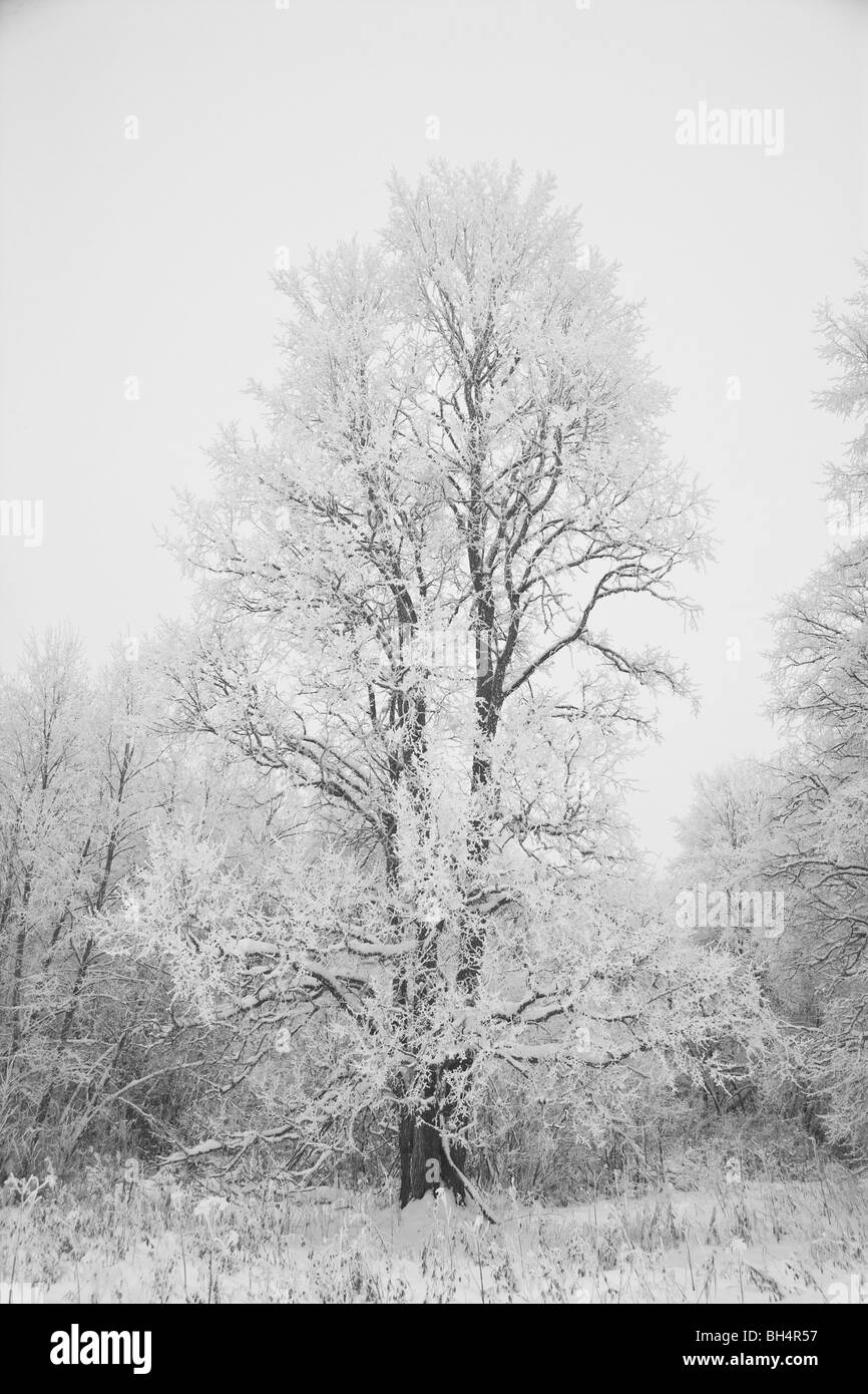 Snowy deciduous tree Black and White Stock Photos & Images - Alamy
