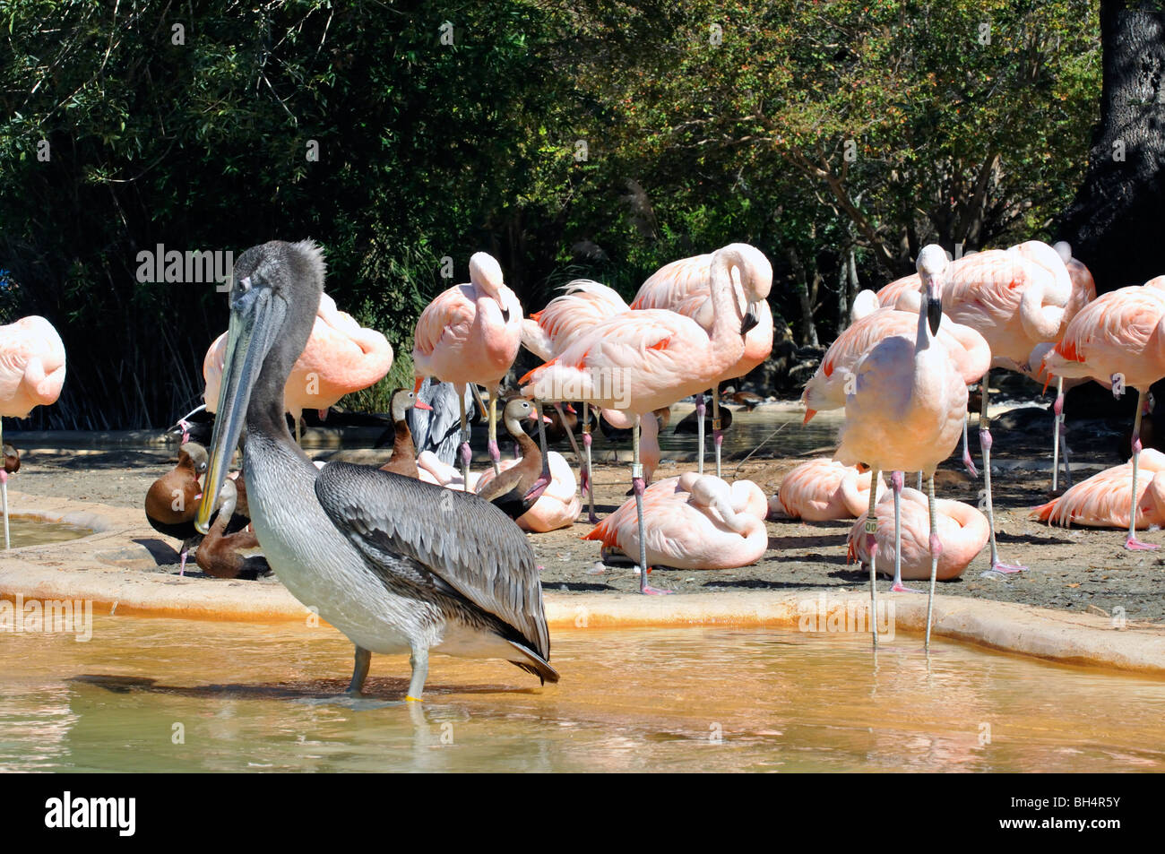 Pelican and flamingos Stock Photo - Alamy