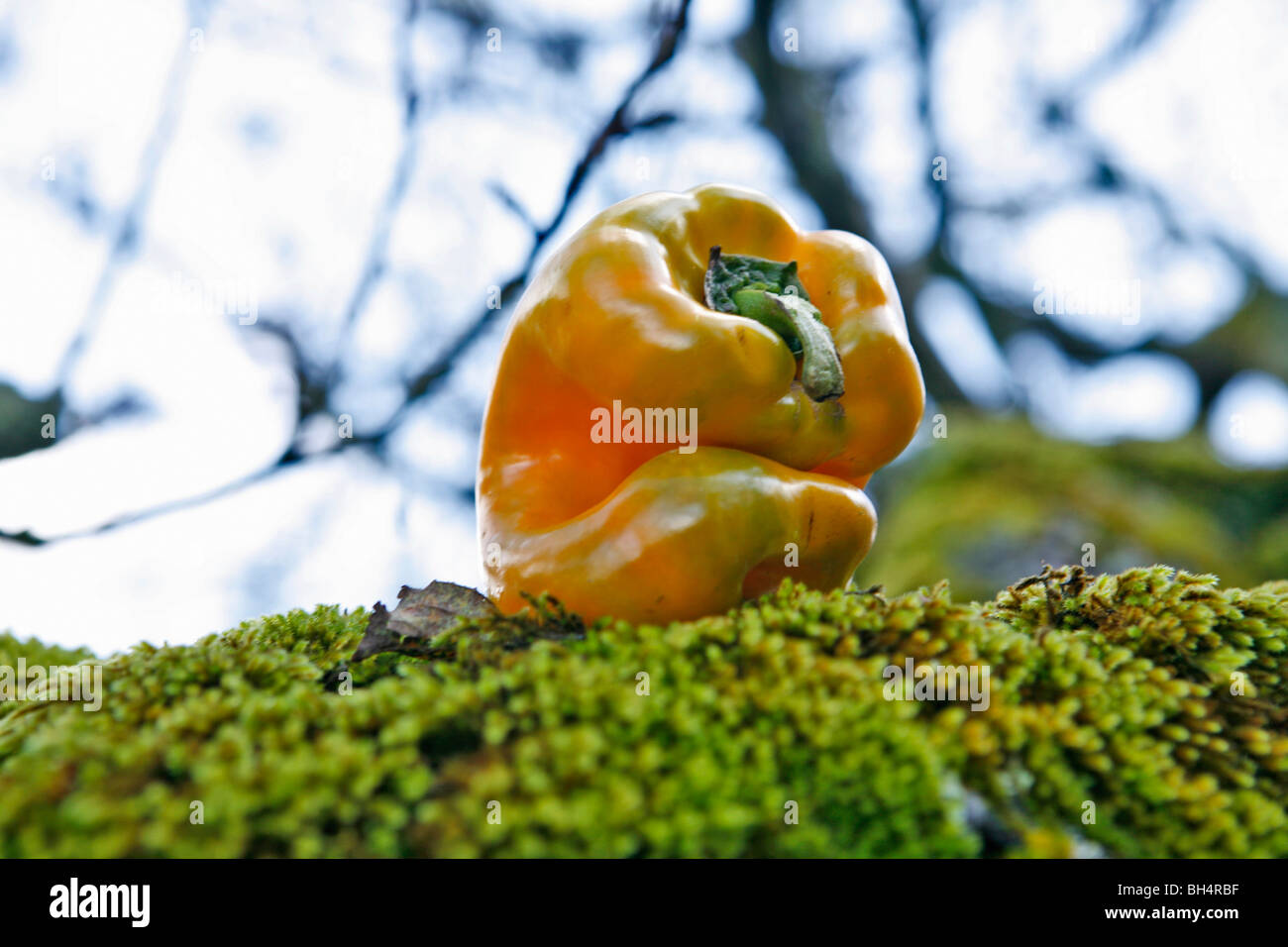 C curved hi-res stock photography and images - Alamy