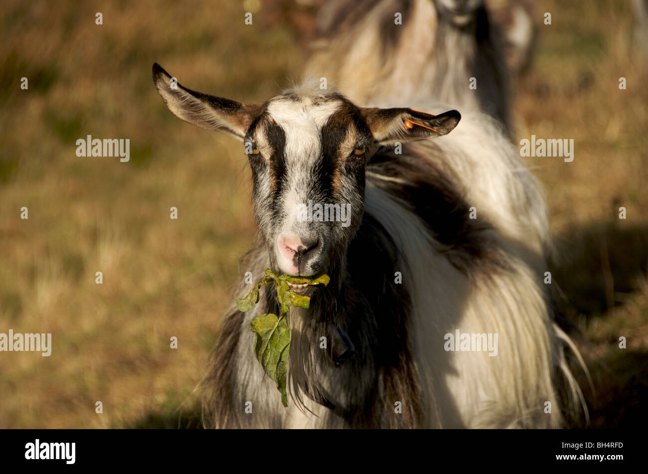 Close up of goat. France. Auvergne Stock Photo - Alamy