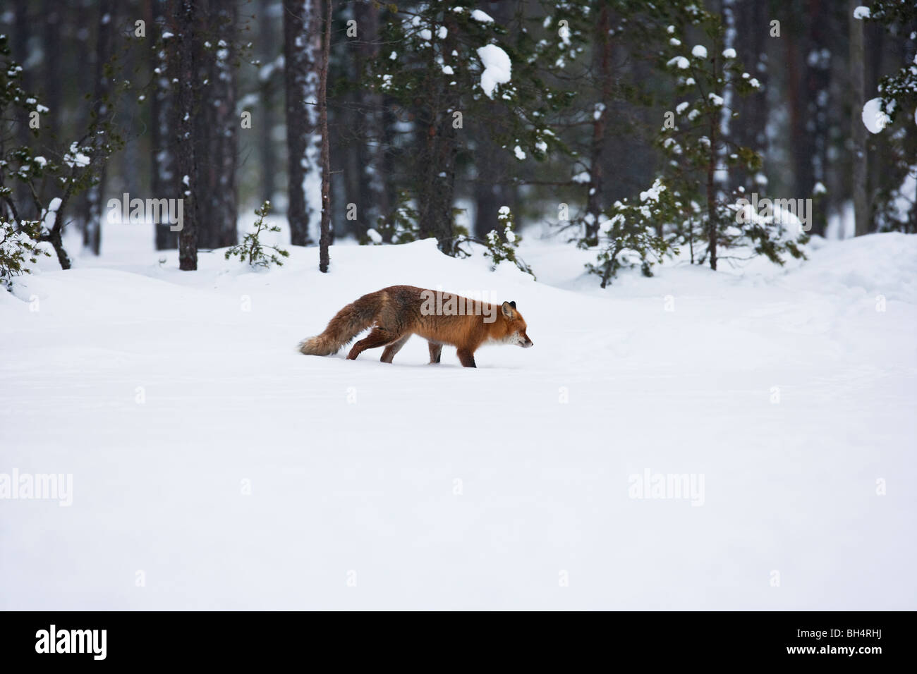 Red fox walking hi-res stock photography and images - Alamy