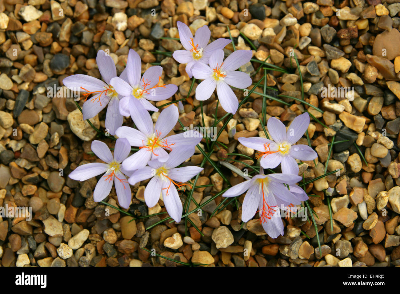 Fall Crocus, Crocus tournefortii, Iridaceae, Greece, Europe Stock Photo ...