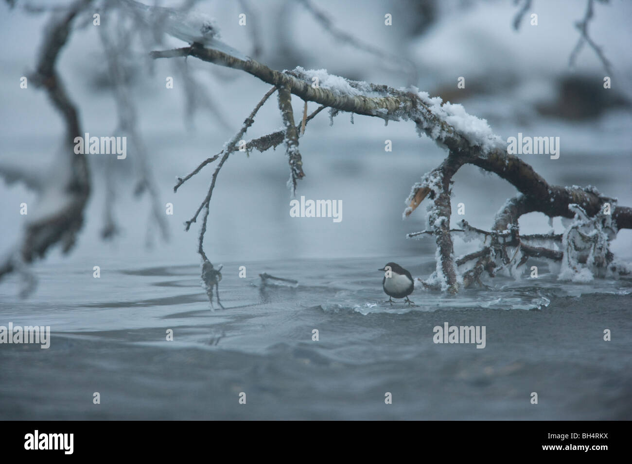 Ice dipper hi-res stock photography and images - Alamy
