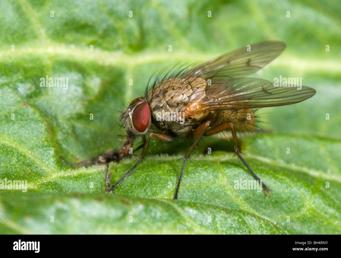 Muscid fly feeding hi-res stock photography and images - Alamy