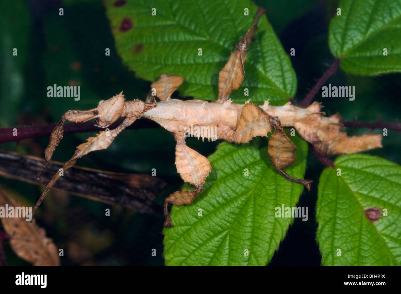 Giant spiny stick insect hi-res stock photography and images - Alamy