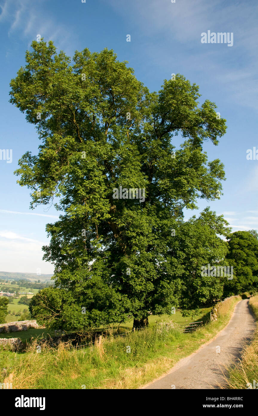 Common ash tree (Fraxinus excelsior) in full leaf in open countryside ...