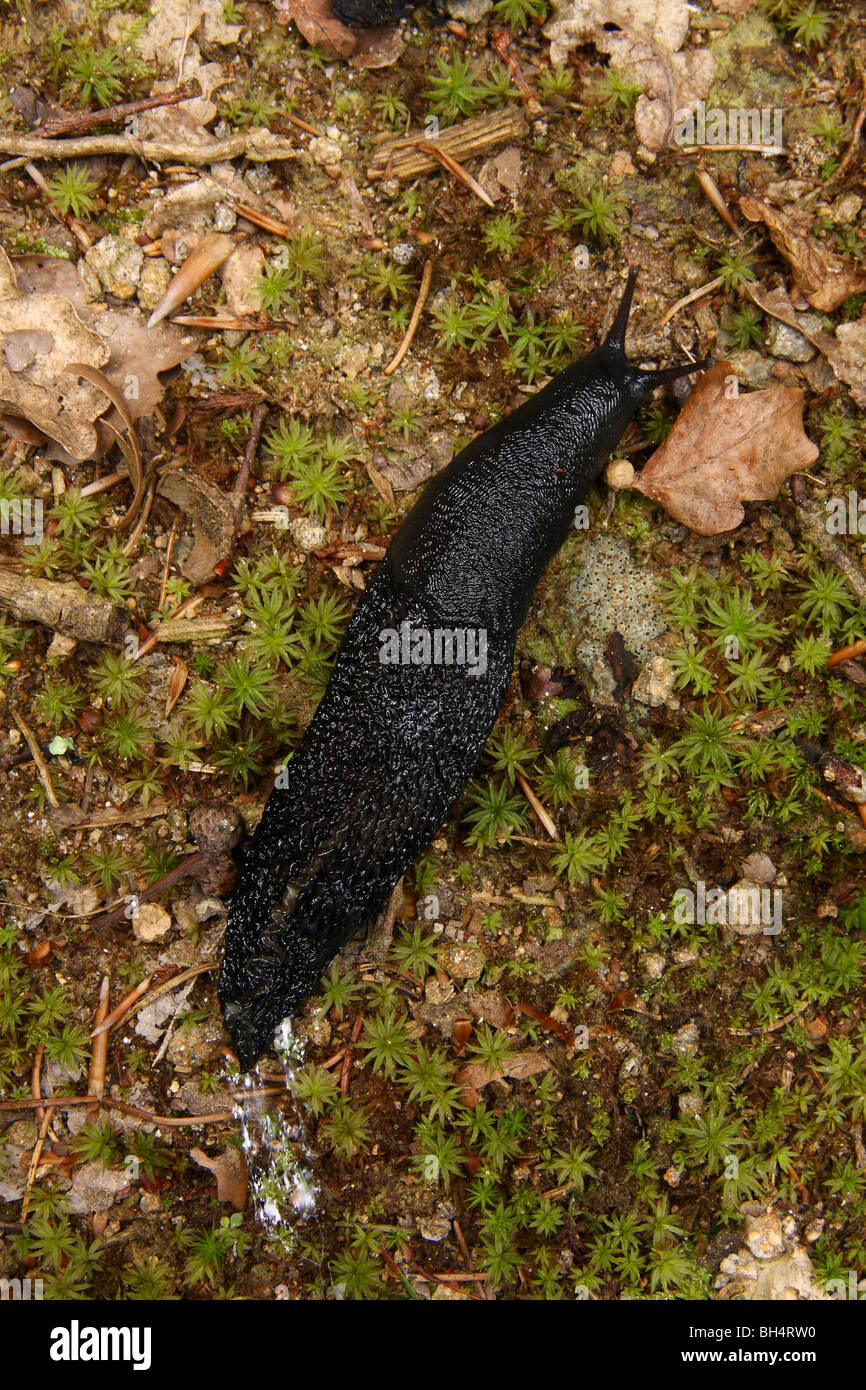 Black slug hi-res stock photography and images - Alamy