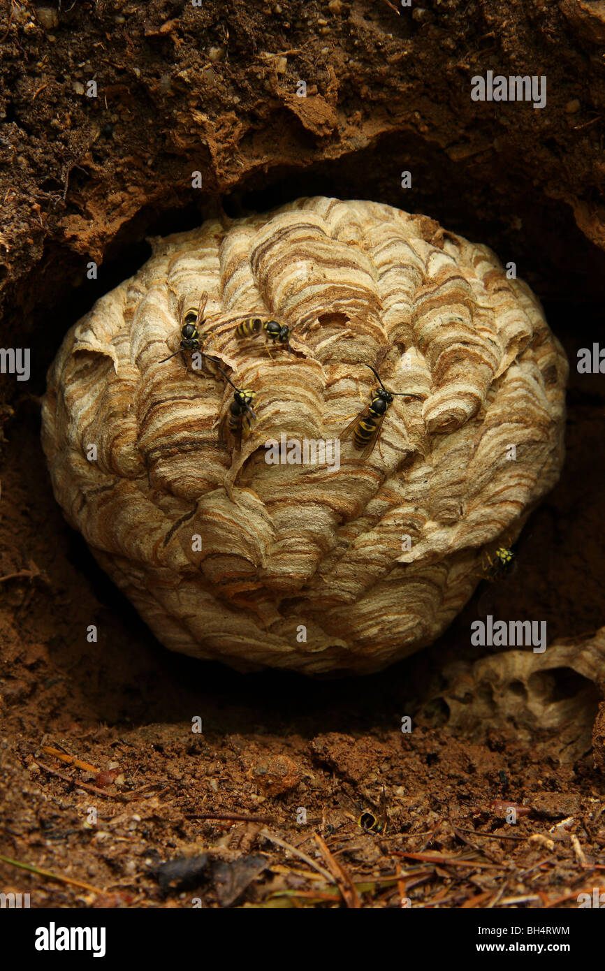 Nest of the common wasp built in a hole in an earth bank in woodland ...