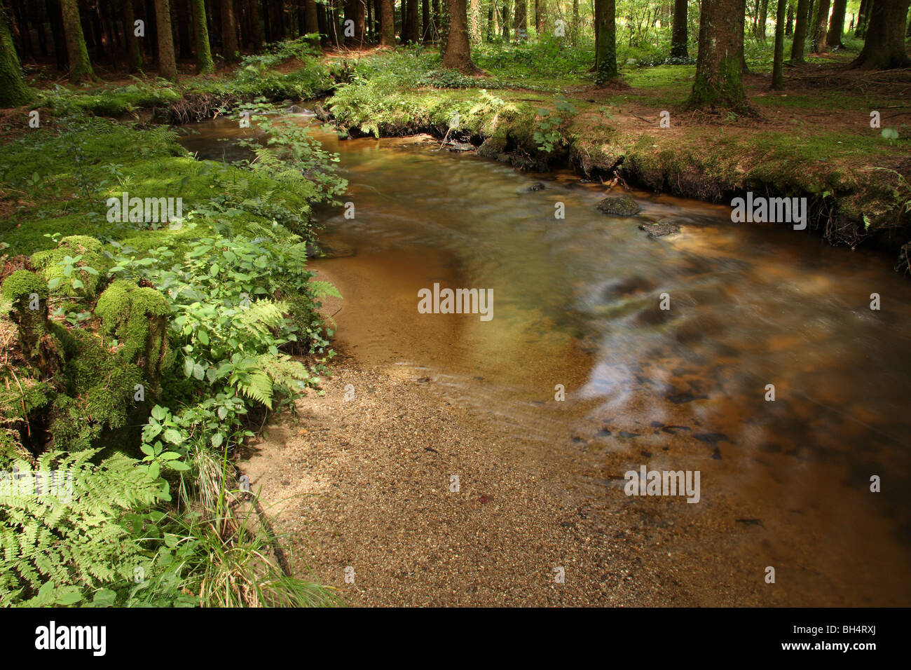 A fast flowing stream flowing through a pine forest with mossy bank and ...