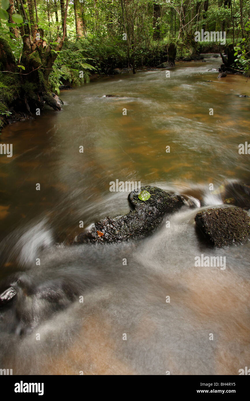 A fast flowing stream running through a forest with mossy bank and ...