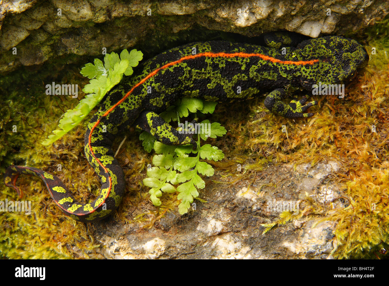 Triturus triturus marmoratus hi-res stock photography and images - Alamy