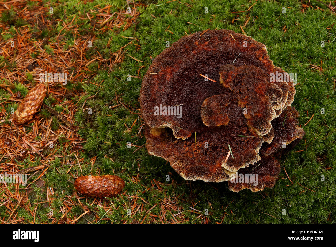 Large Phaeolus schweinitzii fungi growing on moss in a pine forest ...