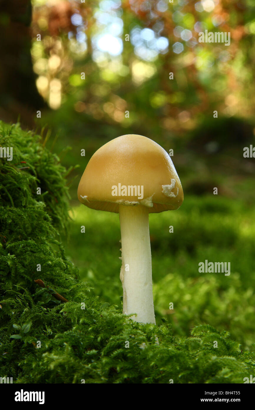 Amanita phalloides death cap mushroom hi-res stock photography and ...