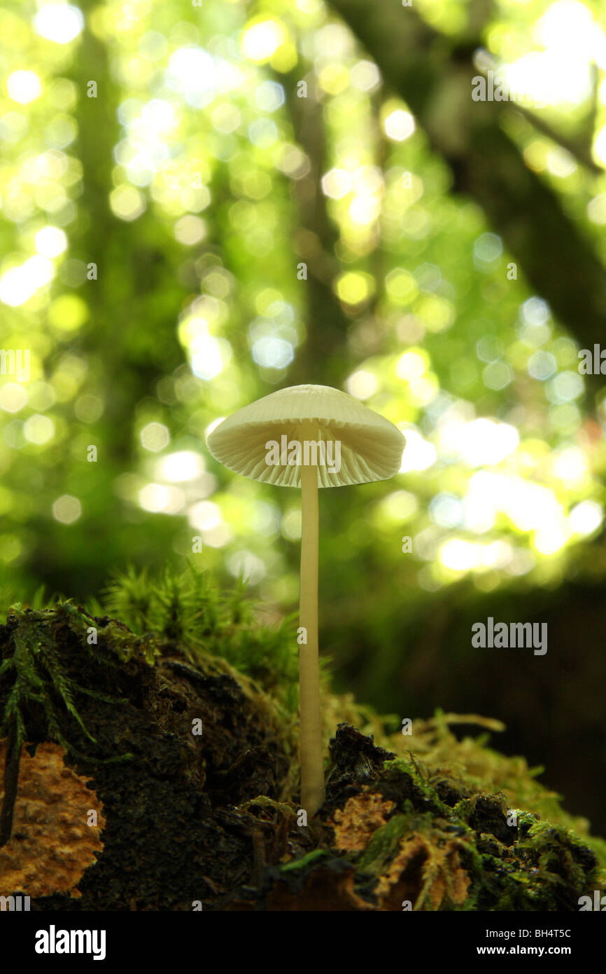 Small white mushroom seen from below Stock Photo - Alamy