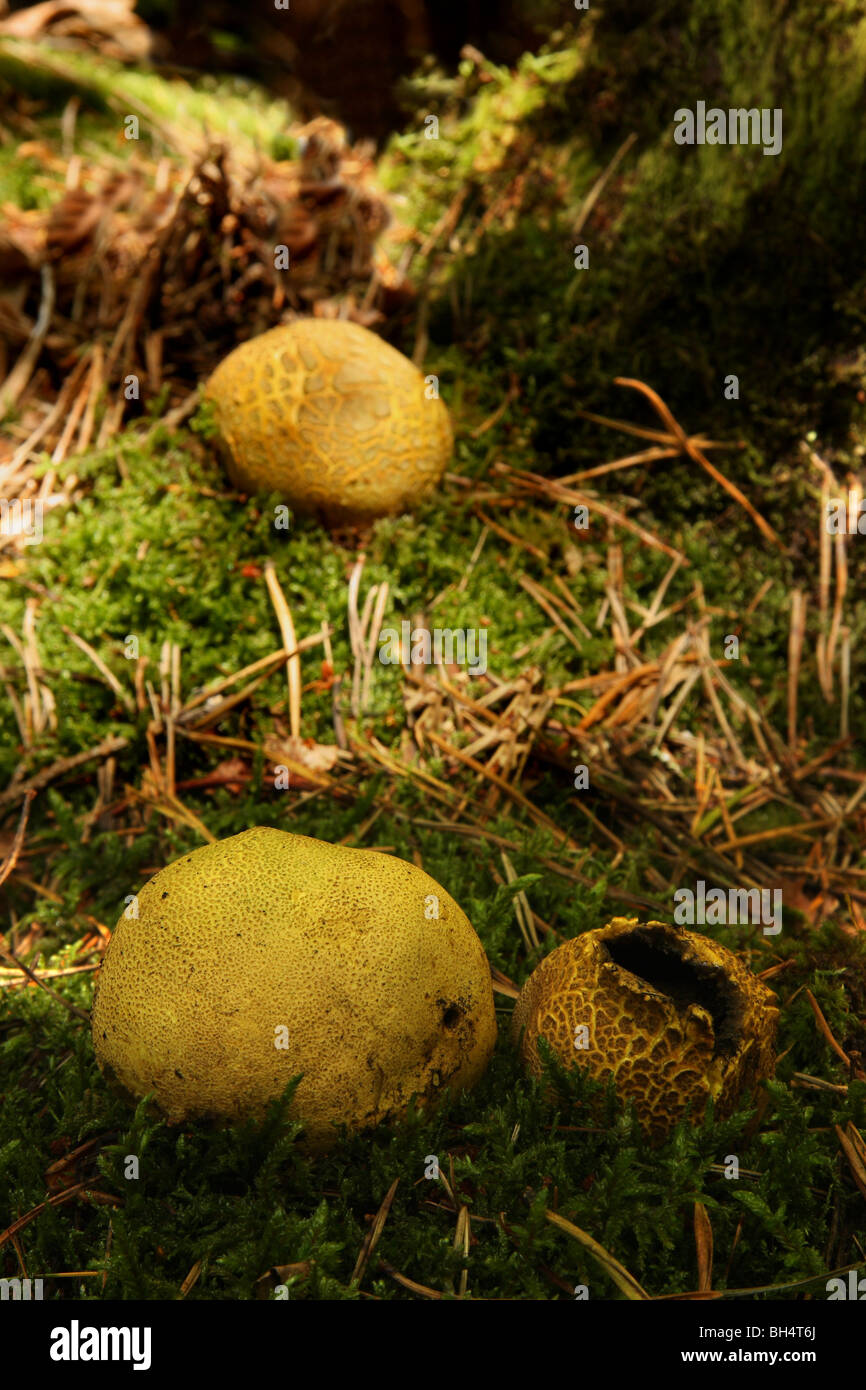 Puffball fungi with one opened to disperse its spores in mossy woodland ...