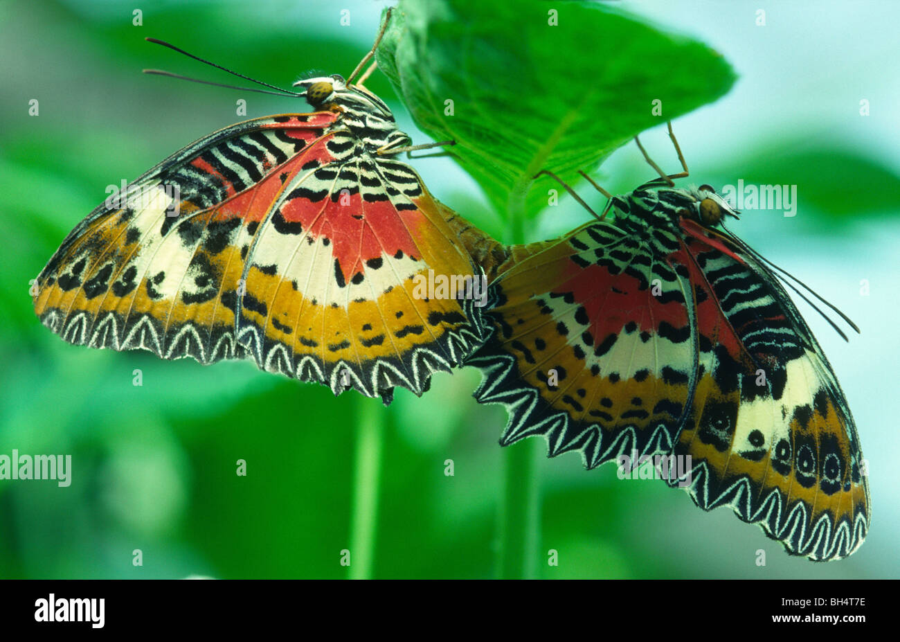 Red lacewing butterflies hi-res stock photography and images - Alamy