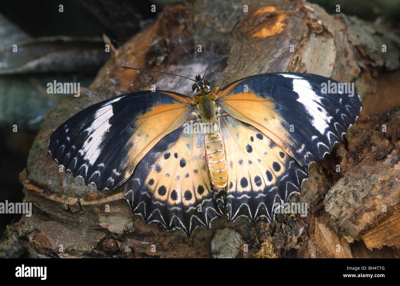 Close-up of a female lacewing butterfly (Cethosia biblis) resting on ...