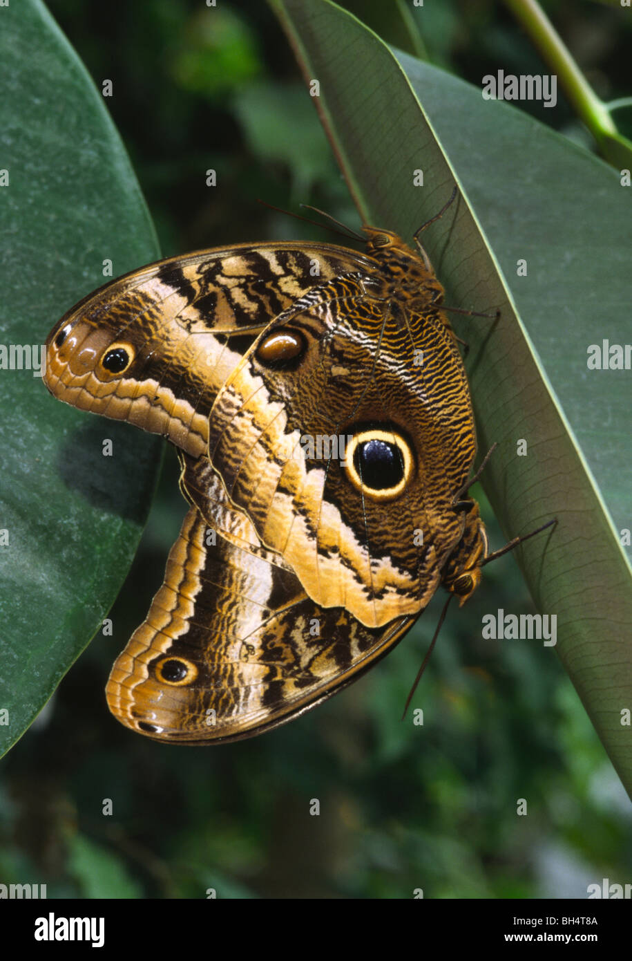 Close-up of a mating pair of owl butterflies (Caligo atreus) on leaves ...
