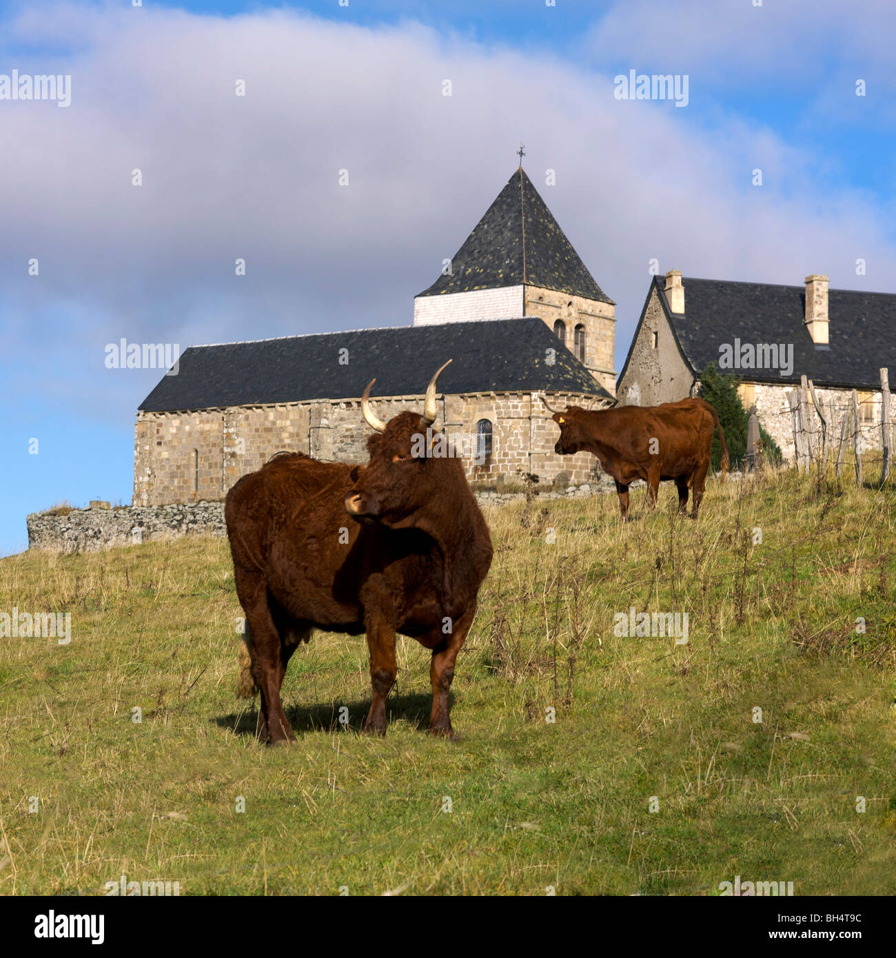 Cows near a church in the countryside. Auvergne.France Stock Photo - Alamy