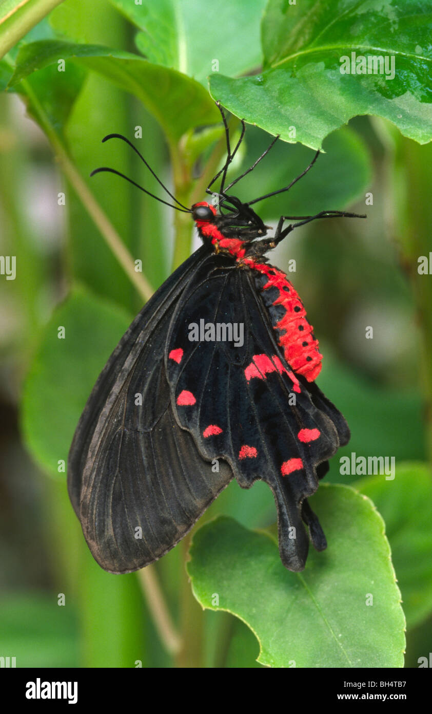 rose butterfly (Pachliopta aristolochia) wings folded hanging Stock ...