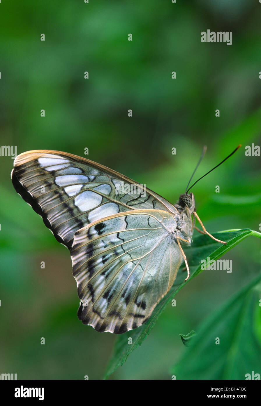 clipper butterfly (Parthenos sylvia) resting wings folded. variable ...
